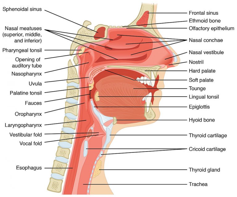 Explicación De La Cavidad Nasal Anatomía 101 Para Pacientes